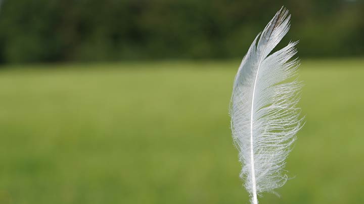 Daunen und Federn | allnatura Schweiz